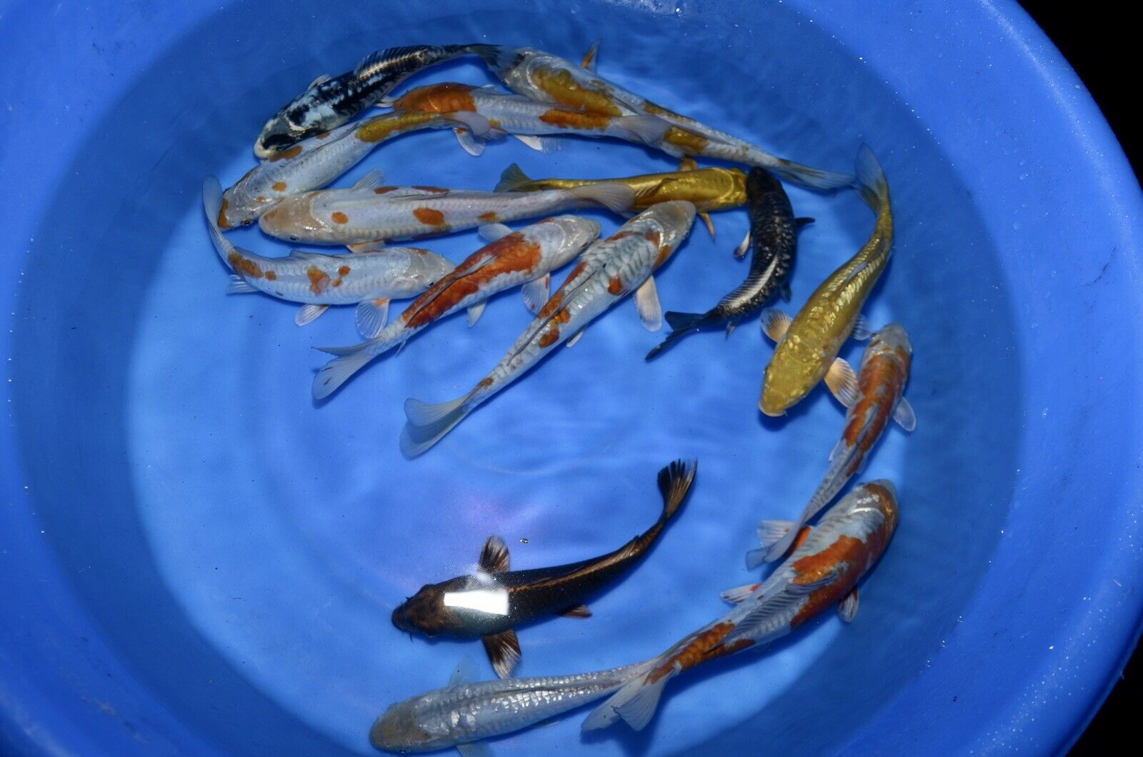 LOT OF 3 HQ Kawarimono Koi 8-10” JAPANESE Koi live fish standard fin ...